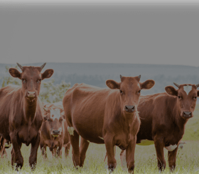 Supplier Daging Sapi Lokal & Import - The Meat House Indonesia
